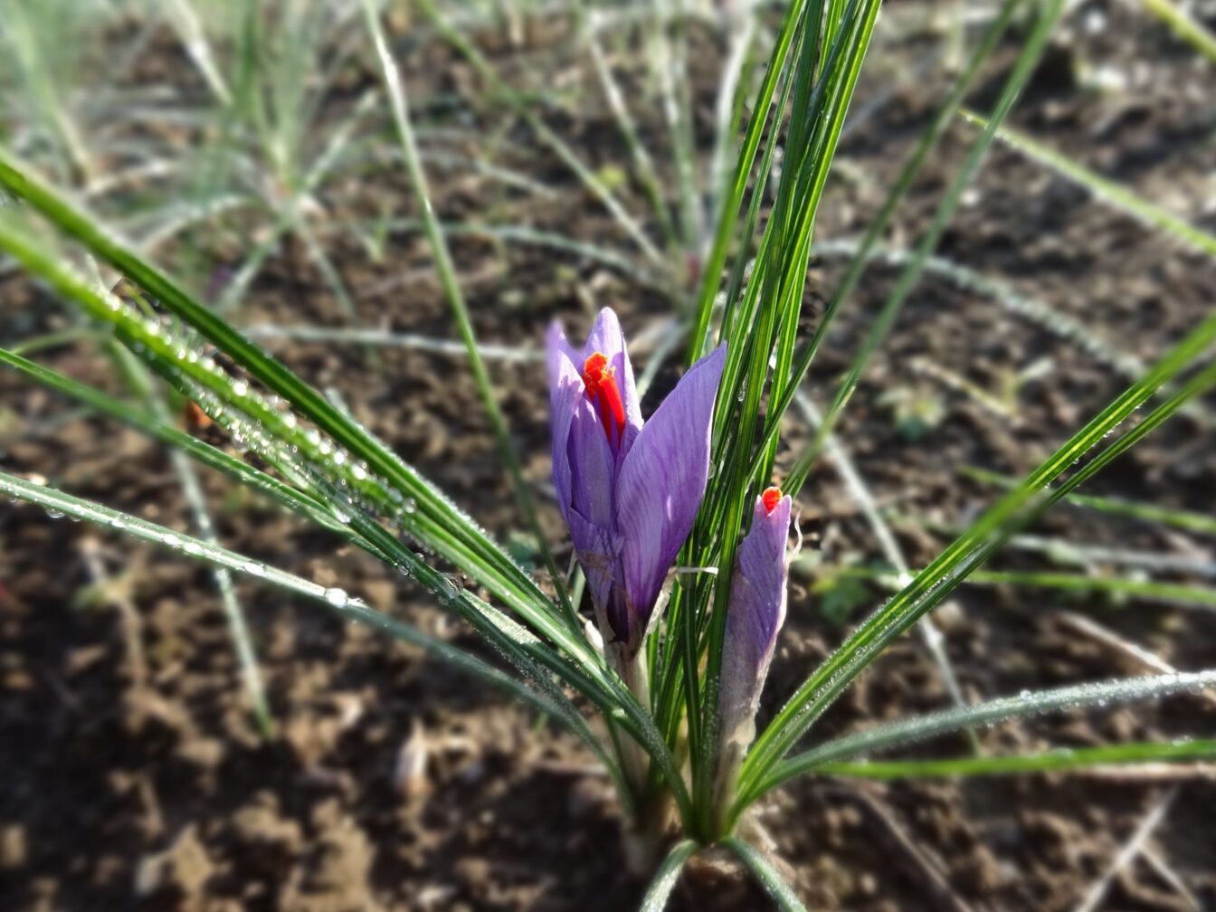 Distinguere lo Zafferano dal Colchico - AttrezzaturaTrekking.it